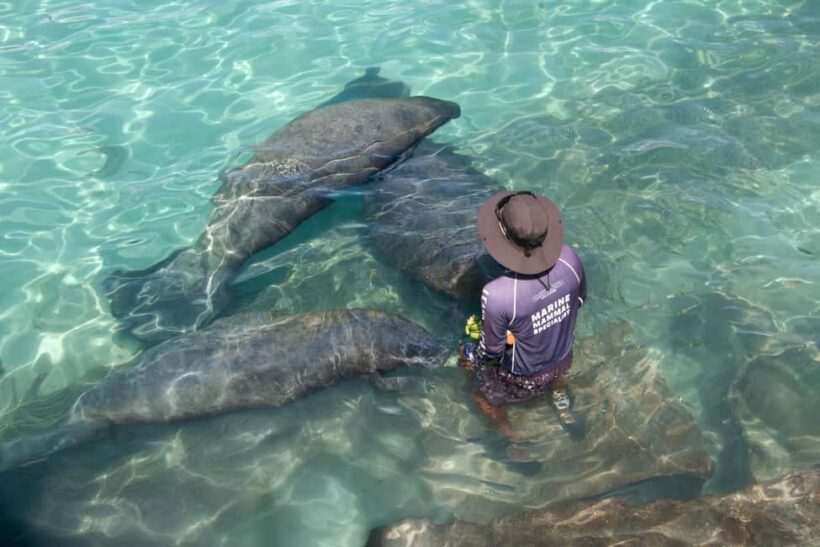 Isla Mujeres: Sea Lion & Manatee Interaction with Buffet - Who Will Love This Tour?