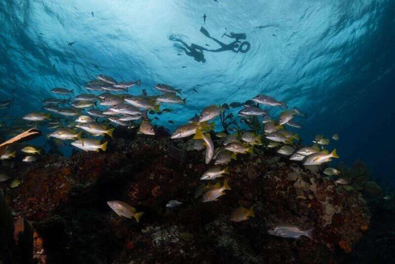 Isla Mujeres: Snorkel Tour at Musa and Manchones Reef - Key Points