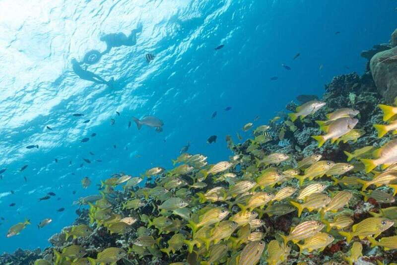 Isla Mujeres: Snorkel Tour at Musa and Manchones Reef - Final thoughts