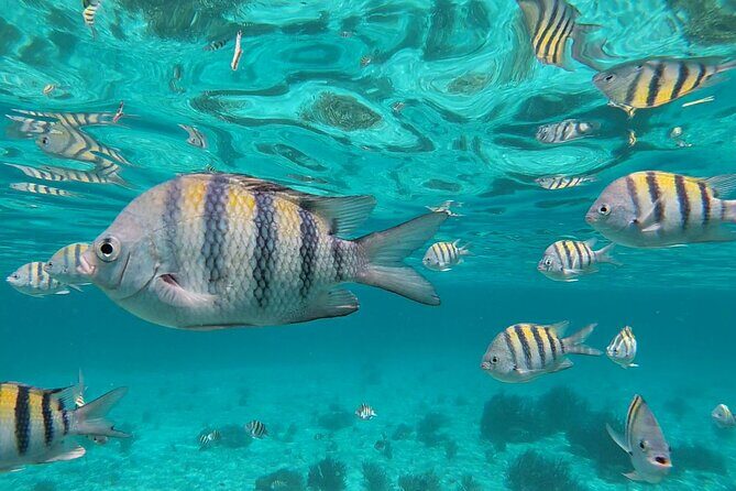 Isla Mujeres Snorkeling Adventure at the Underwater Museum - A Closer Look: What the Tour Entails