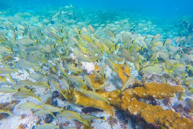 Isla Mujeres Snorkeling Tour Adventure - Practical Tips for Future Participants