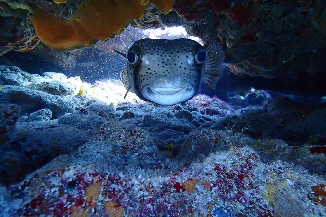 Isla Mujeres Snorkeling Tour - FAQ: Your Practical Questions Answered