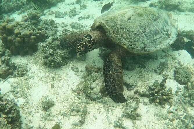 Island Adventure for Cruise Ship Passengers - What Travelers Say