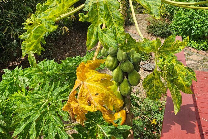 Island Eco Farm Tour with Local Treats and Sapphire Beach Time - Analyzing the Value