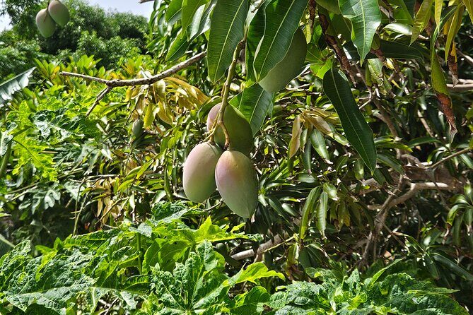 Island Eco Farm Tour with Local Treats and Sapphire Beach Time - Complete Details and Practical Tips