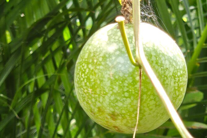 Island Eco Farm Tour with Local Treats and Sapphire Beach Time - FAQ