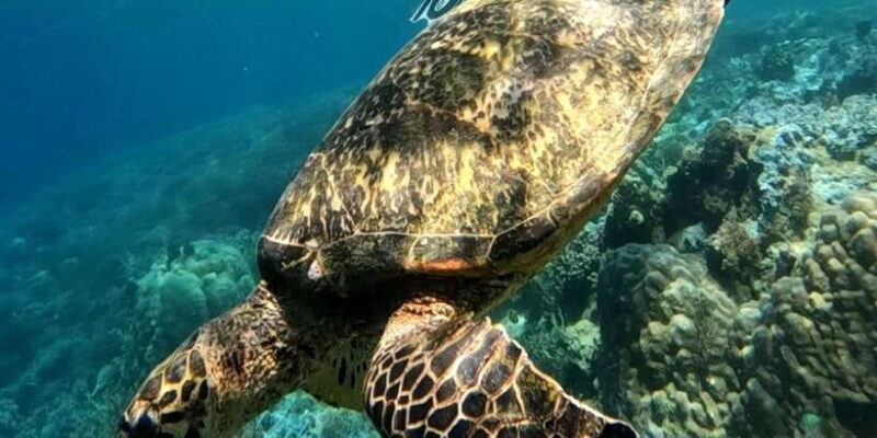 Island Hopping Gili Asahan, Gede, Rengit, Layar & Goleng - Key Points