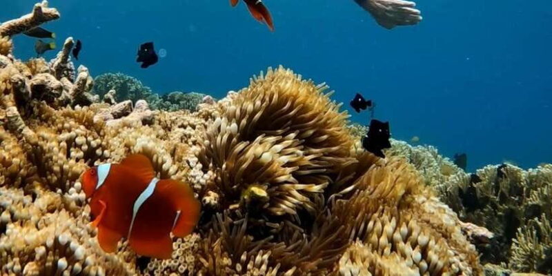 Island Hopping Gili Asahan, Gede, Rengit, Layar & Goleng - Practical Tips for a Great Day