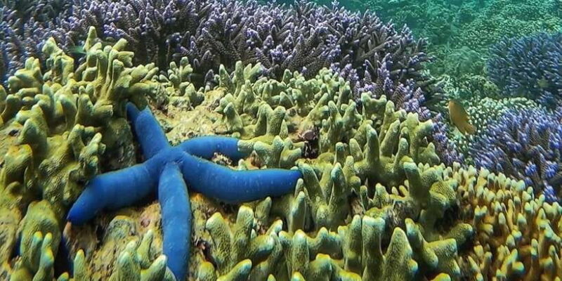 Island Hopping Gili Asahan, Gede, Rengit, Layar & Goleng - FAQ