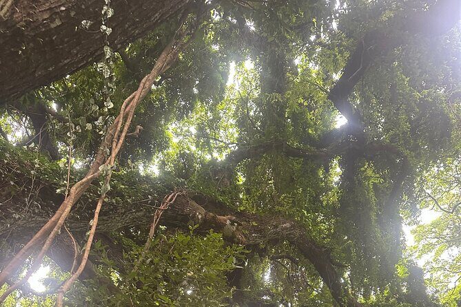 Island of Maui Customized Half Day Tour - The Sum Up: Why Choose This Tour?