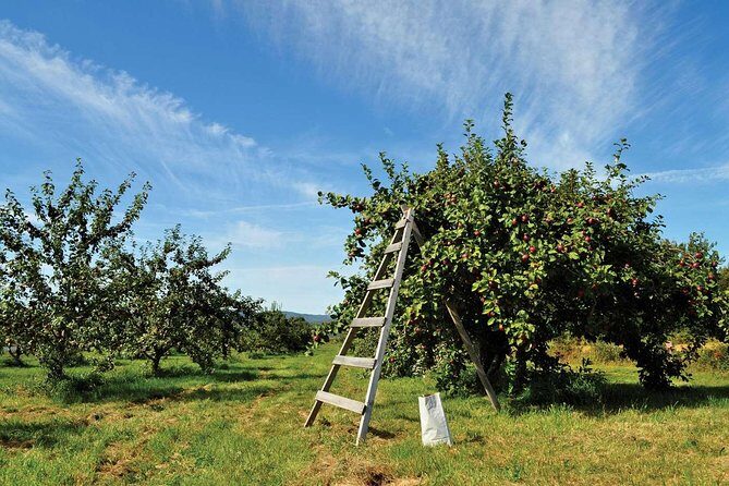 Island of Orleans Taste and Drink Tour - Who Should Book This Tour?