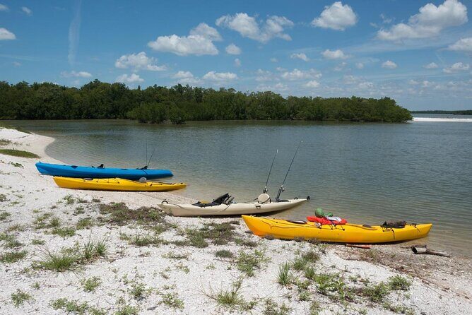 Island Paradise: Dolphin, Shelling, Birding Eco Boat Tour - Island Paradise: Dolphin, Shelling, Birding Eco Boat Tour — An In-Depth Review