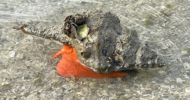 Island Paradise: Dolphin, Shelling, Birding Eco Boat Tour - Final Thoughts: Who Will Love This Tour?