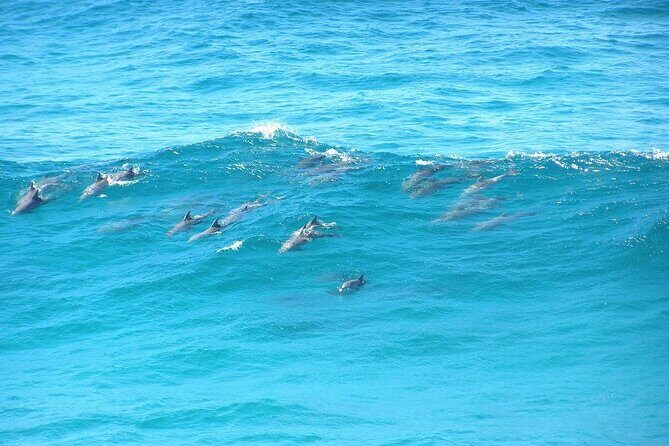 Island Pub Crawl with Lunch and High Speed Boat Tour in Brisbane - The Itinerary in Detail