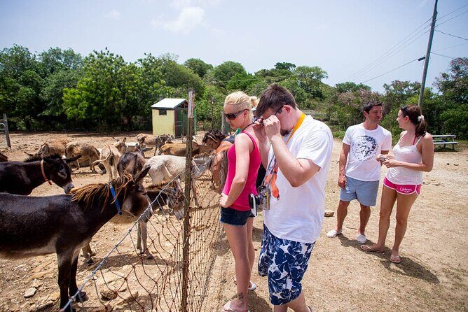 Island Safari Discovery - An In-Depth Look at the Island Safari Discovery Tour