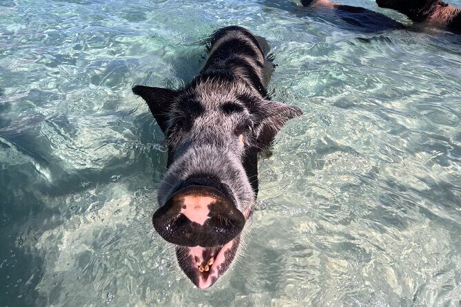 Island Skipper Private Boat Charter & Snorkel Experience - The Sum Up: Is This Tour Right for You?