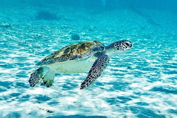 Island Treasures: Caves, Turtles and Turquoise Beach Break - What the Reviews Say