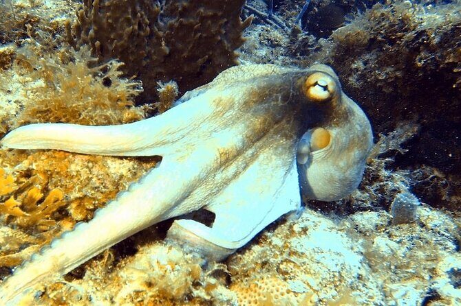 Island Wreck and Reef Scuba Excursion - Price and Value Analysis