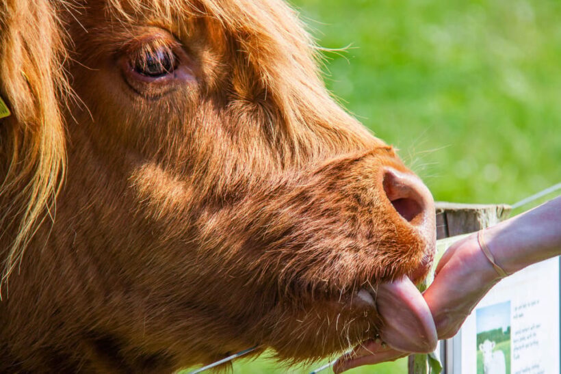 Isle of Arran: Exclusive Private Farm Tour with the Farmer - Introduction: A Unique Look at Farm Life on Arran