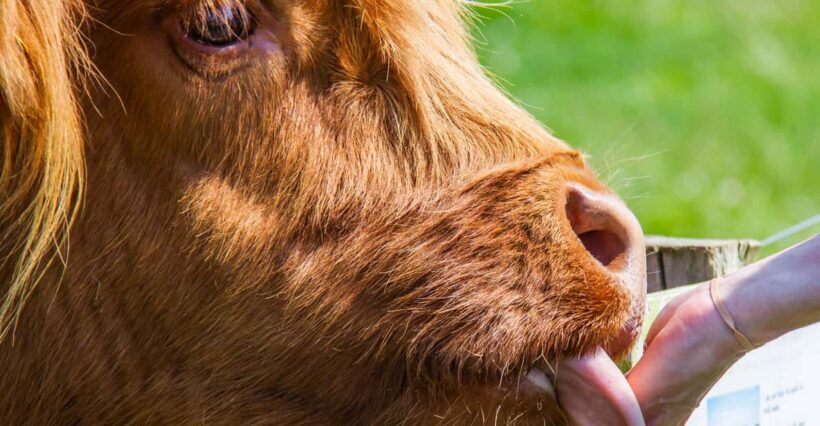Isle of Arran: Exclusive Private Farm Tour with the Farmer - Authenticity and Reviews: What Others Say