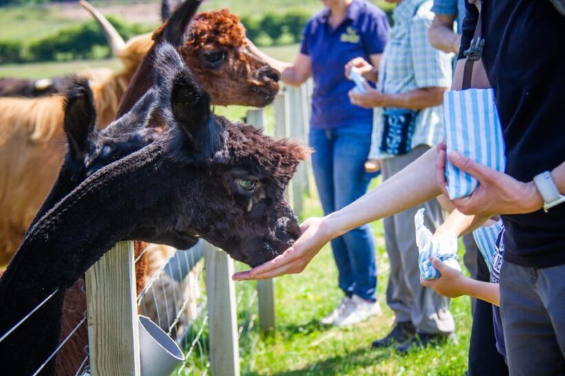 Isle of Arran: Farm Experience Entry Ticket - The Sum Up