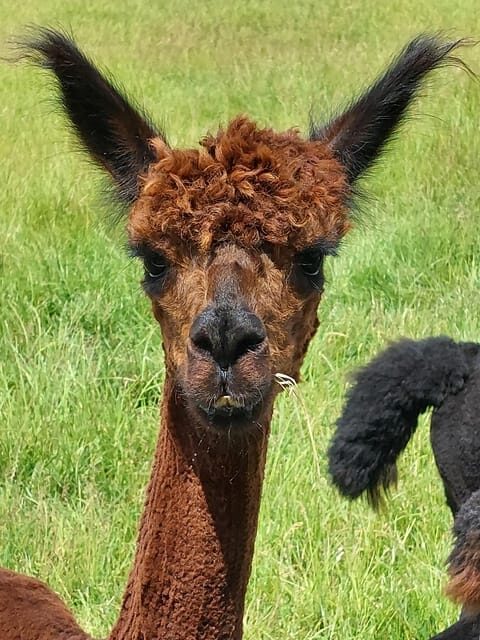 Isle of Arran: Farm Experience Entry Ticket - FAQs