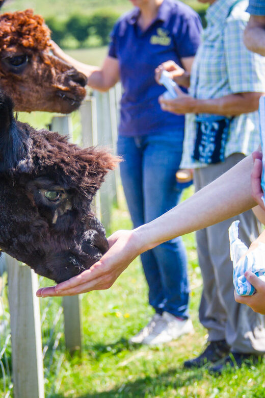 Isle of Arran: Farm Tour - Exploring the Isle of Arran: A Farm Tour Worth Your Time