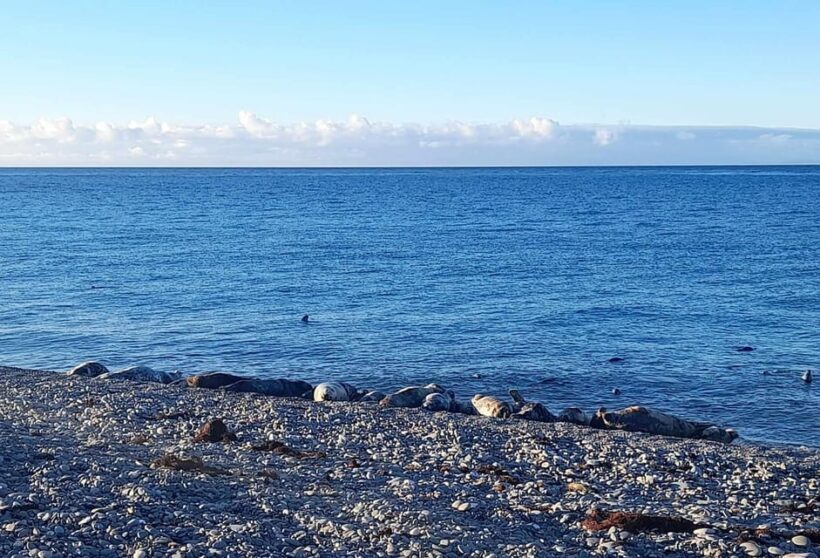 Isle of Man: Half Day Wildlife Adventure Tour - Key Points