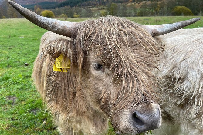 Isle Of Skye Tour Including Fairy Glen Quiraing and Kilt rock - FAQ