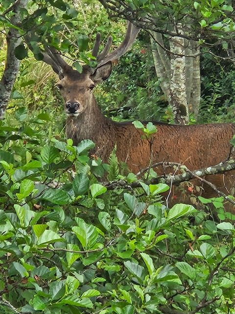Isle of Skye: Tour the highlights and hidden beauties. - FAQ