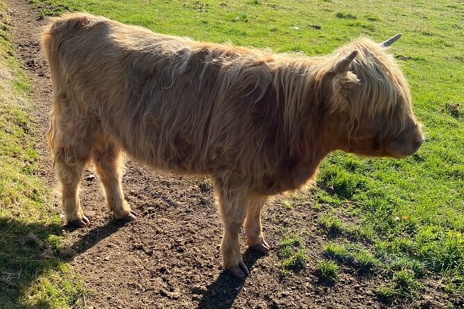 Isle oF SkyeTour.PORTREE,OLD MAN STORR,KILT ROCK.FROM INVERNESS - Discovering the Isle of Skye