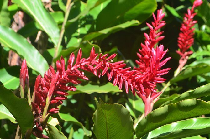 Isle of Spice Adventure Tour - The Practical Side: Transportation, Timing, and Overall Value