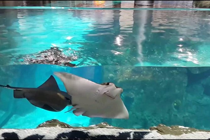 Istanbul Aquarium and Aqua Florya Independent Shopping Trip - Discovering the 1,500 Species and 15,000 Animals