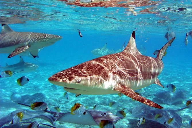 Istanbul Aquarium and Aqua Florya Independent Shopping Trip - Optional 5D Cinema Experience