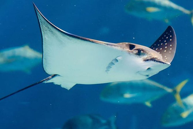 Istanbul Aquarium and Aqua Florya Independent Shopping Trip - Key Considerations for the Tour