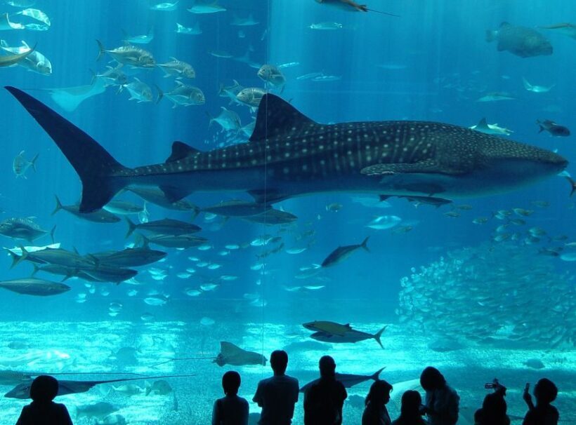 Istanbul Aquarium and Aqua Florya Shopping Mall Tour - The Overall Value