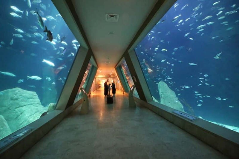 Istanbul: Aquarium Ticket and Round Trip Shuttle from Taksim - Final Thoughts: Is This Tour Right for You?
