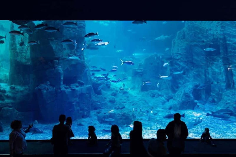 Istanbul: Aquarium Ticket with Shuttle Bus from Sultanahmet - What to Expect from Your Visit