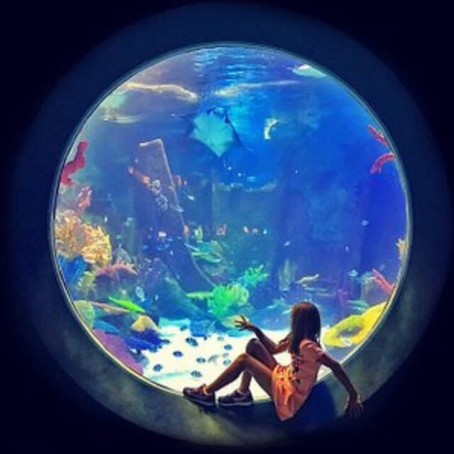 Istanbul: Aquarium Ticket with Shuttle Bus from Sultanahmet - FAQ