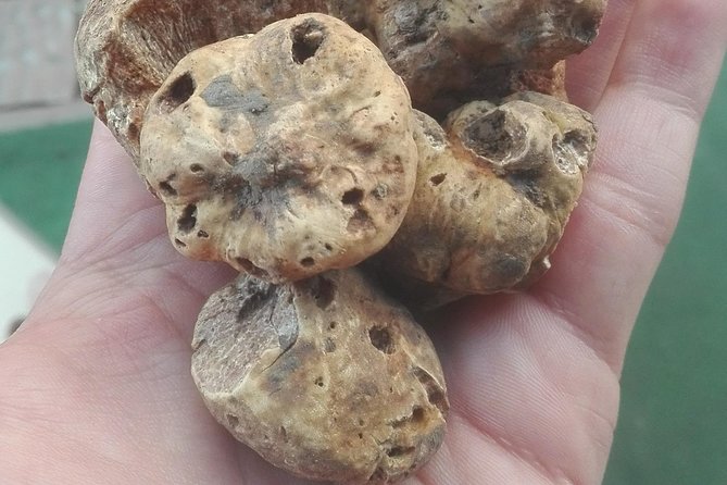 Istria in 1 Day Tour (from Rovinj) - The Reviews: What Travelers Say