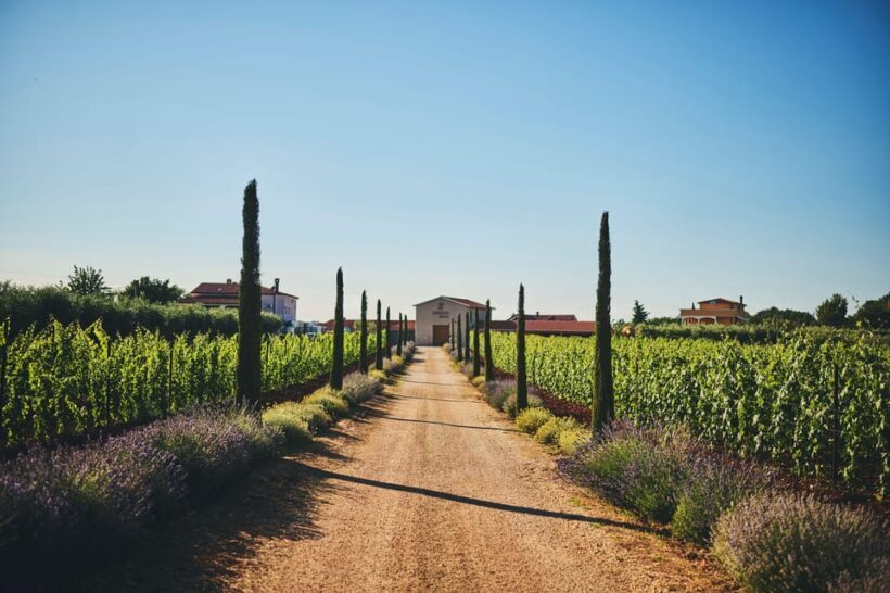 Istria: Pervino wine tasting - Final Thoughts