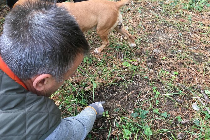 Istrian tapestry - gourmet tour combining wine, truffles and olive oil - Who Is This Tour Best For?