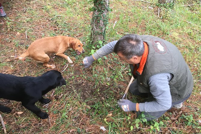 Istrian tapestry - gourmet tour combining wine, truffles and olive oil - FAQ