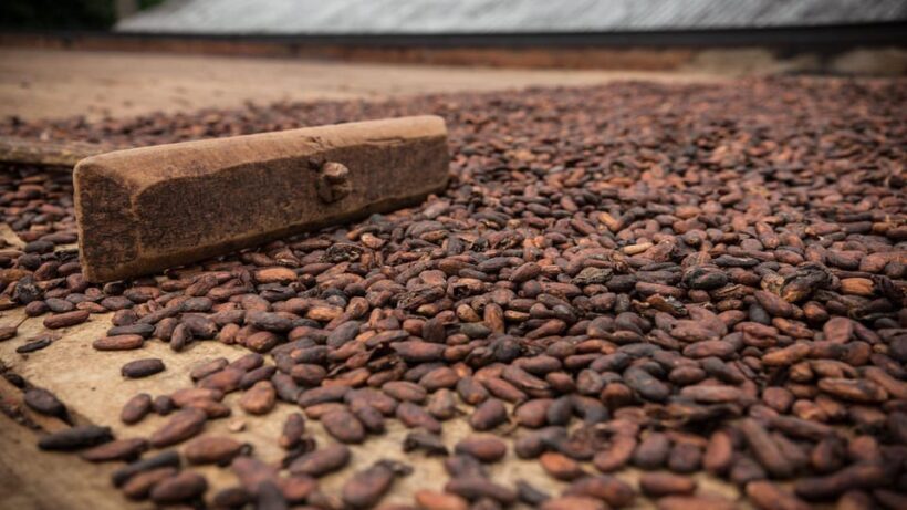 Itacare: Tour to the Vila Rosa Cocoa Farm - An In-Depth Look at the Vila Rosa Cocoa Farm Tour