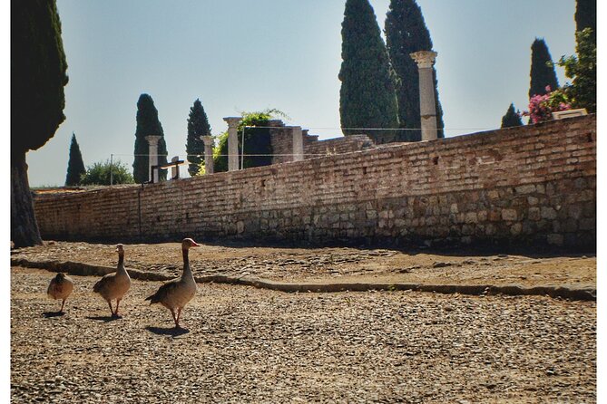 Italica 2-Hour Private Guided Tour - Traveler Experiences and Reviews