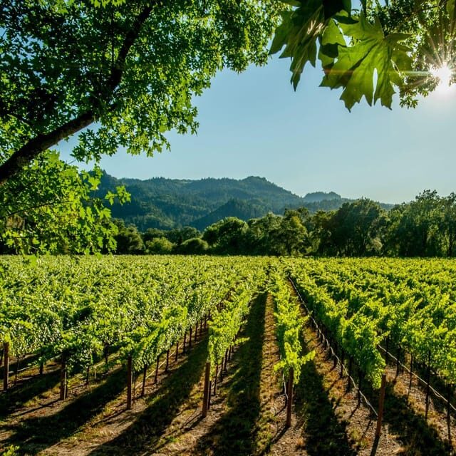 Itria valley: Wine and Olive Oil Tour and Tasting - An Authentic Apulian Flavor in Just a Few Hours