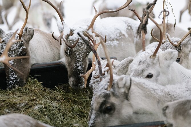 Ivalo: A Day in the Life of Reindeer Herders - Key Points