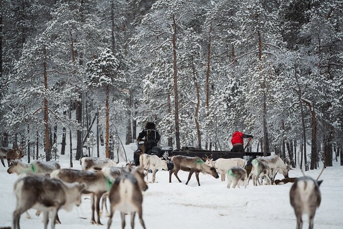 Ivalo: A Day in the Life of Reindeer Herders - FAQ