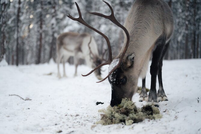 Ivalo: Aurora Hunting with Reindeer - Transportation and Convenience