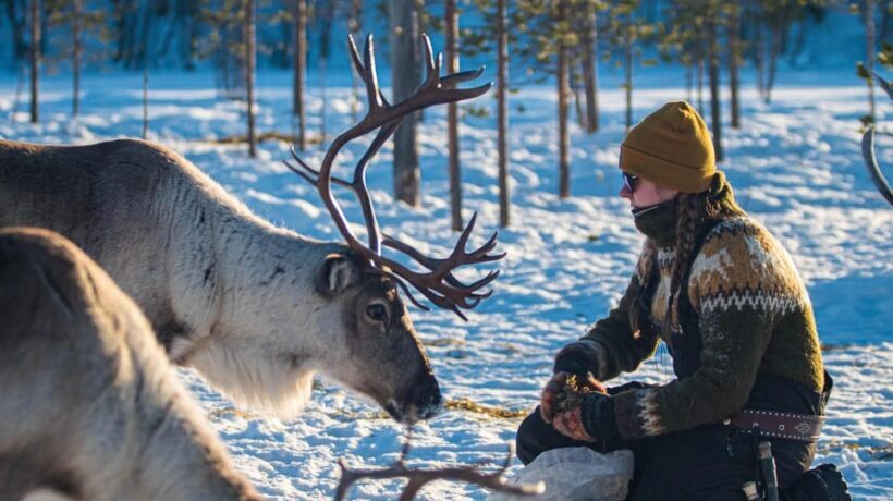 Ivalo: Magical Moments at the Reindeer Farm - An Authentic Encounter with Reindeer in Lapland